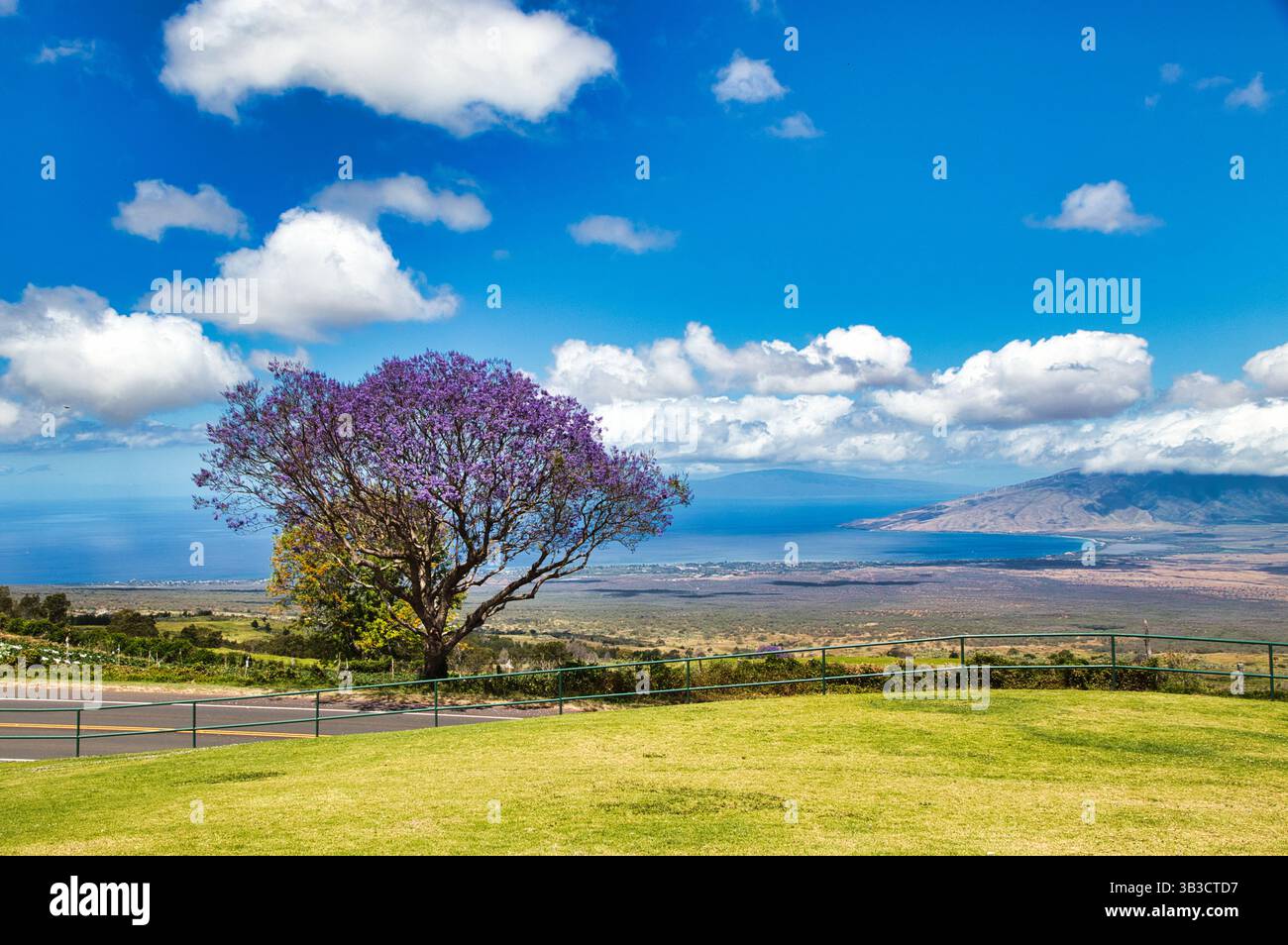 Blooming jacaranda tree with Beautiful maui coast background Stock ...