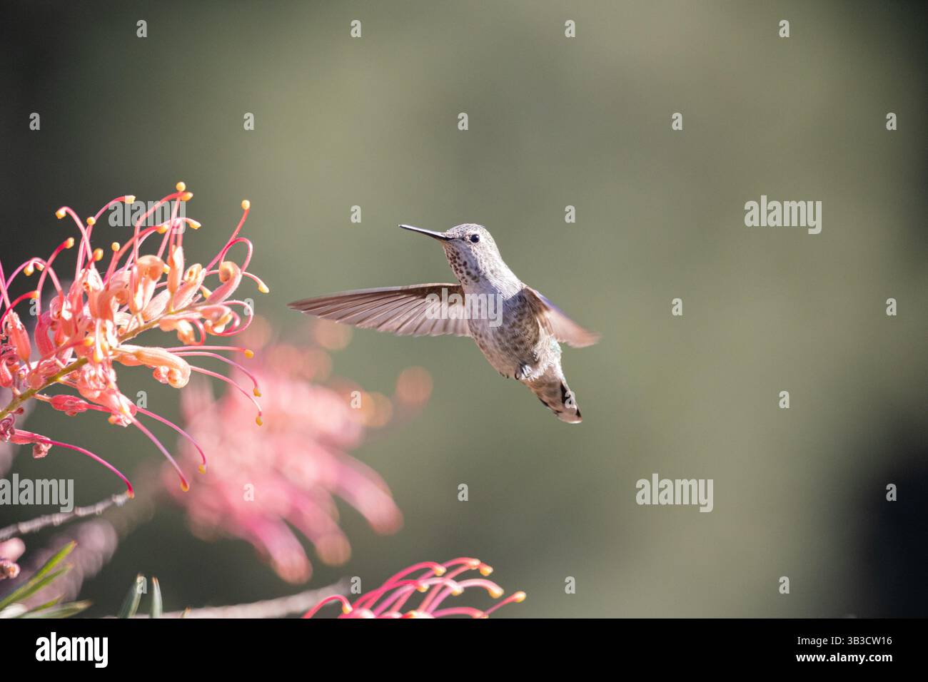 Santa Cruz, United States. 24th Apr, 2025. A hummingbird flying towards ...