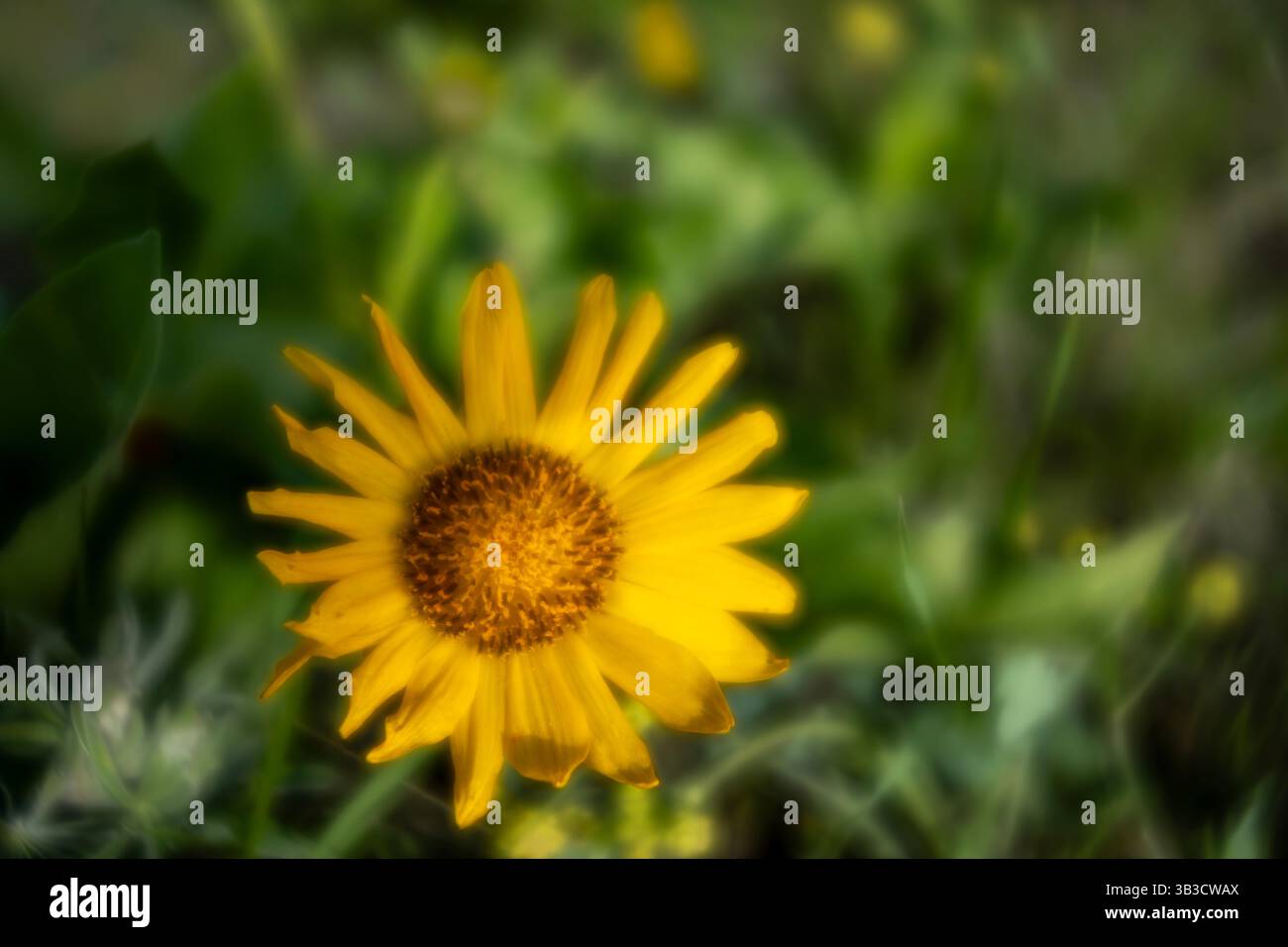 WA28317-00...WASHINGTON - The flower of an Arrowleaf Balsamroot ...