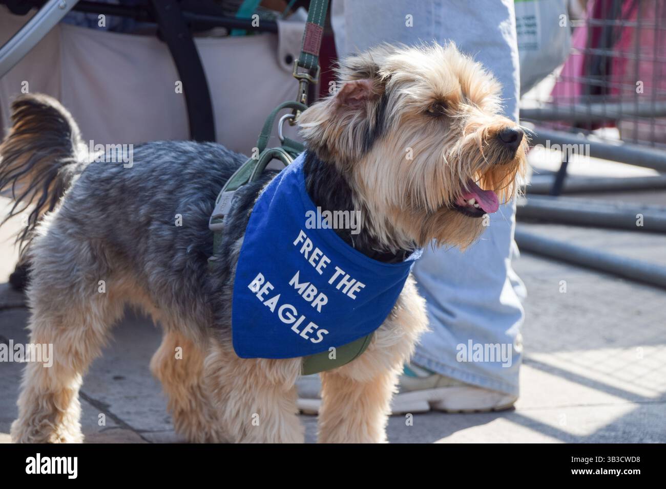 London, UK. 28th Apr, 2025. A dog wears a 'Free the MBR beagles ...