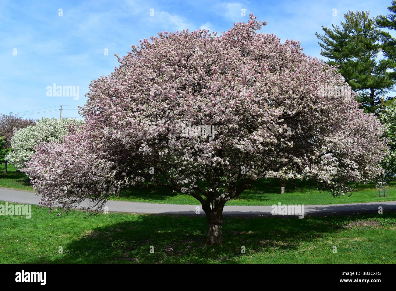 Crabapple Blossoms at Arie Den Boer Arboretum in Des Moines, Iowa Stock ...