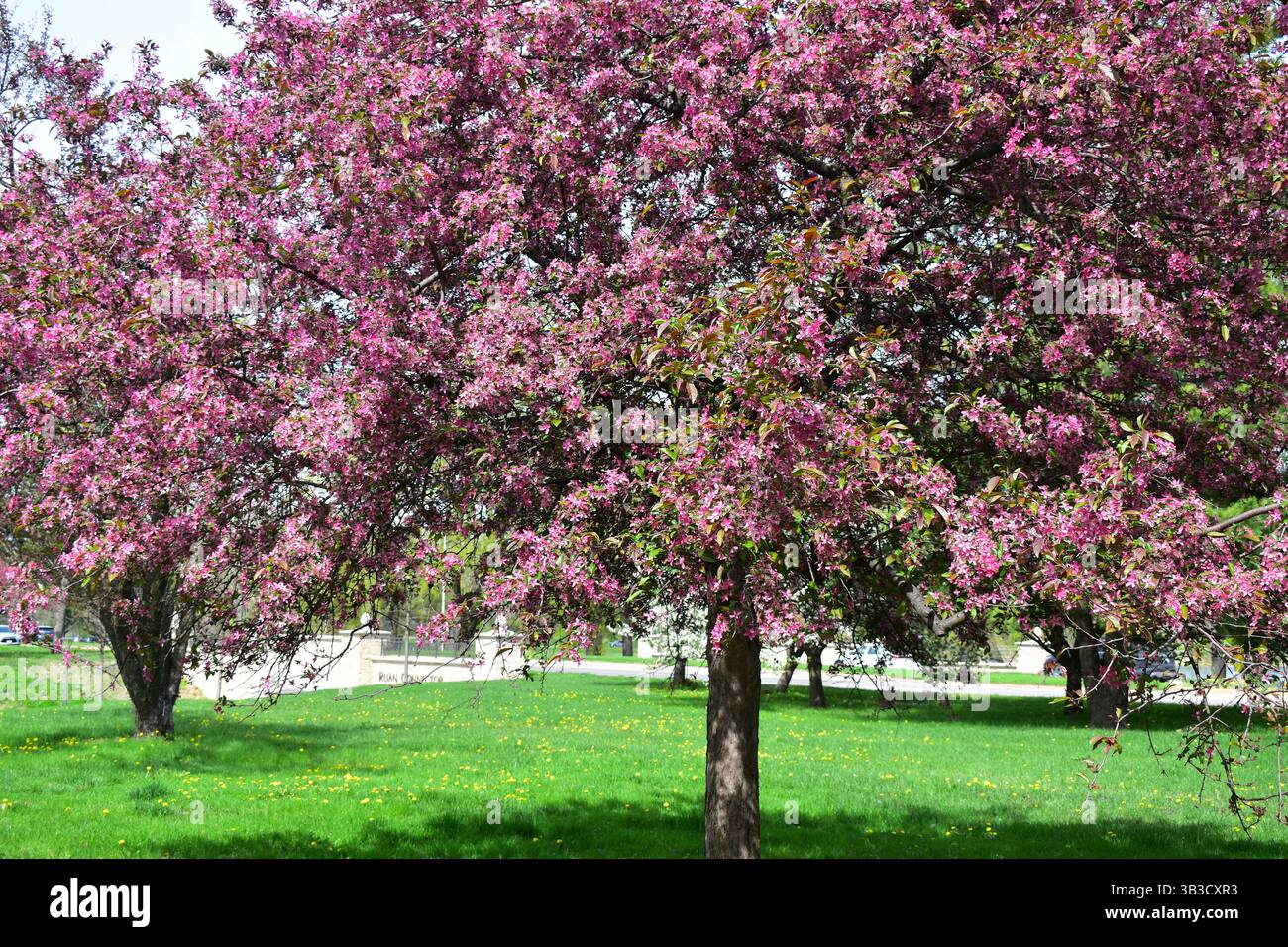 Crabapple Blossoms at Arie Den Boer Arboretum in Des Moines, Iowa Stock ...