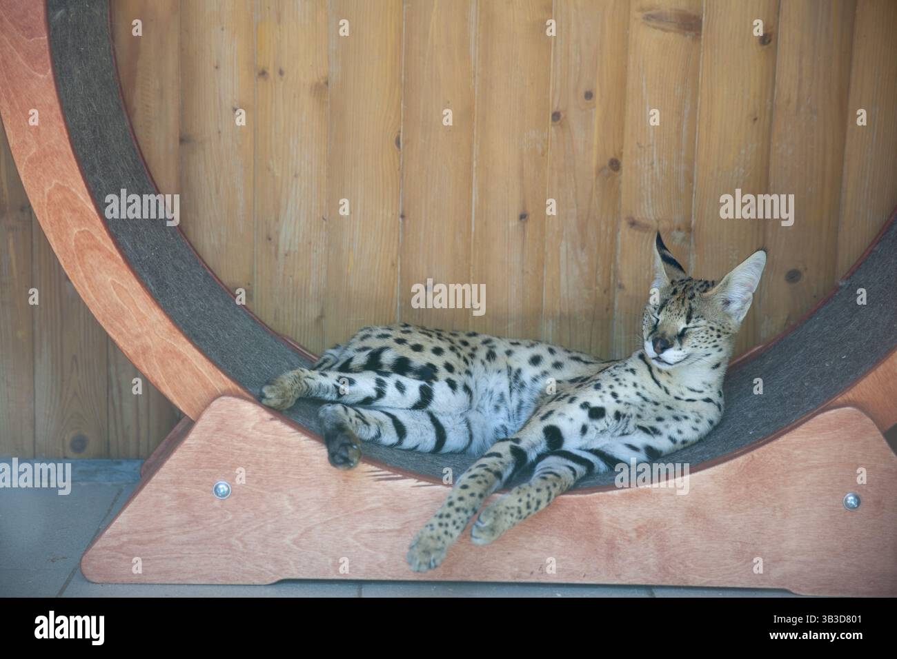 Caracal resting in grass hi-res stock photography and images - Alamy