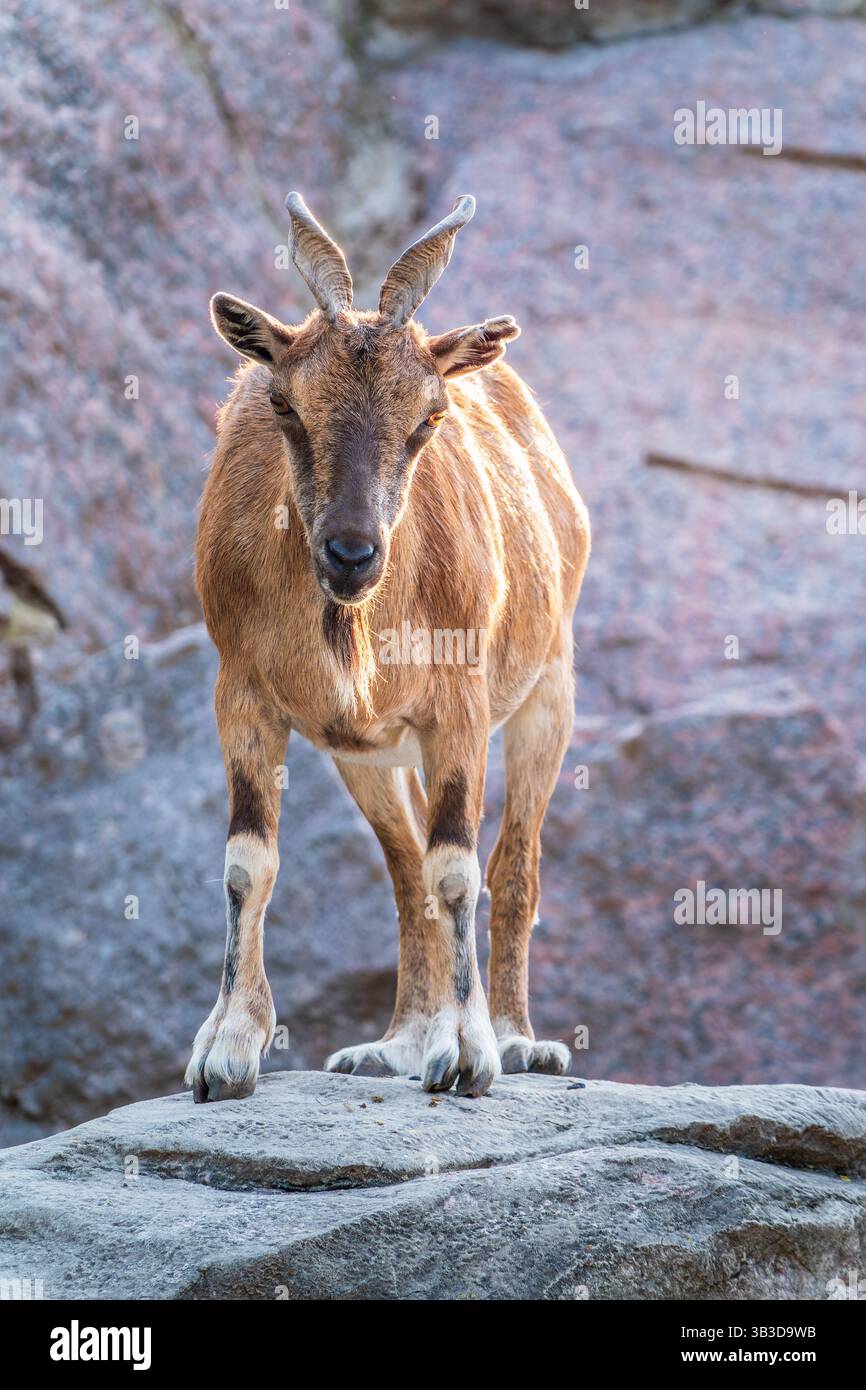 Markhor female on the rock. Latin name - Capra falconeri. Wild goat ...