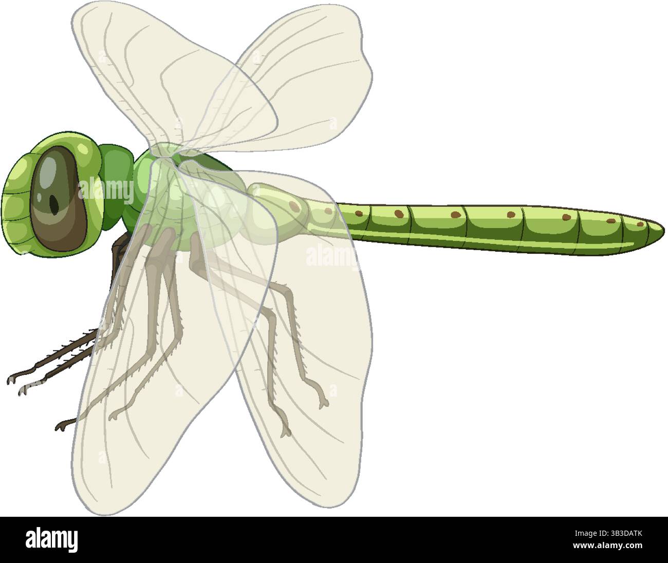 A vibrant vector illustration of a green dragonfly with translucent ...