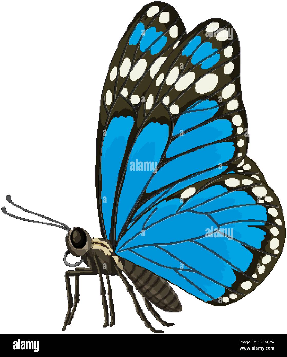 Detailed vector illustration of a butterfly with striking blue wings ...