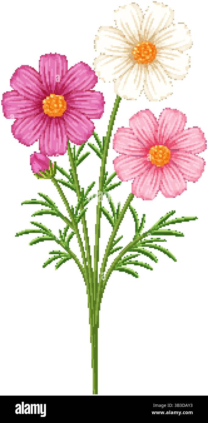 Detailed vector illustration of cosmos flowers with vibrant colors and ...
