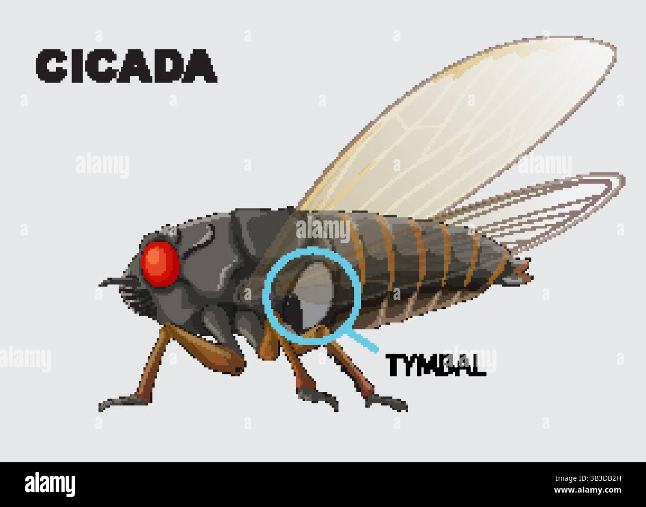 Cicadas illustration hi-res stock photography and images - Alamy