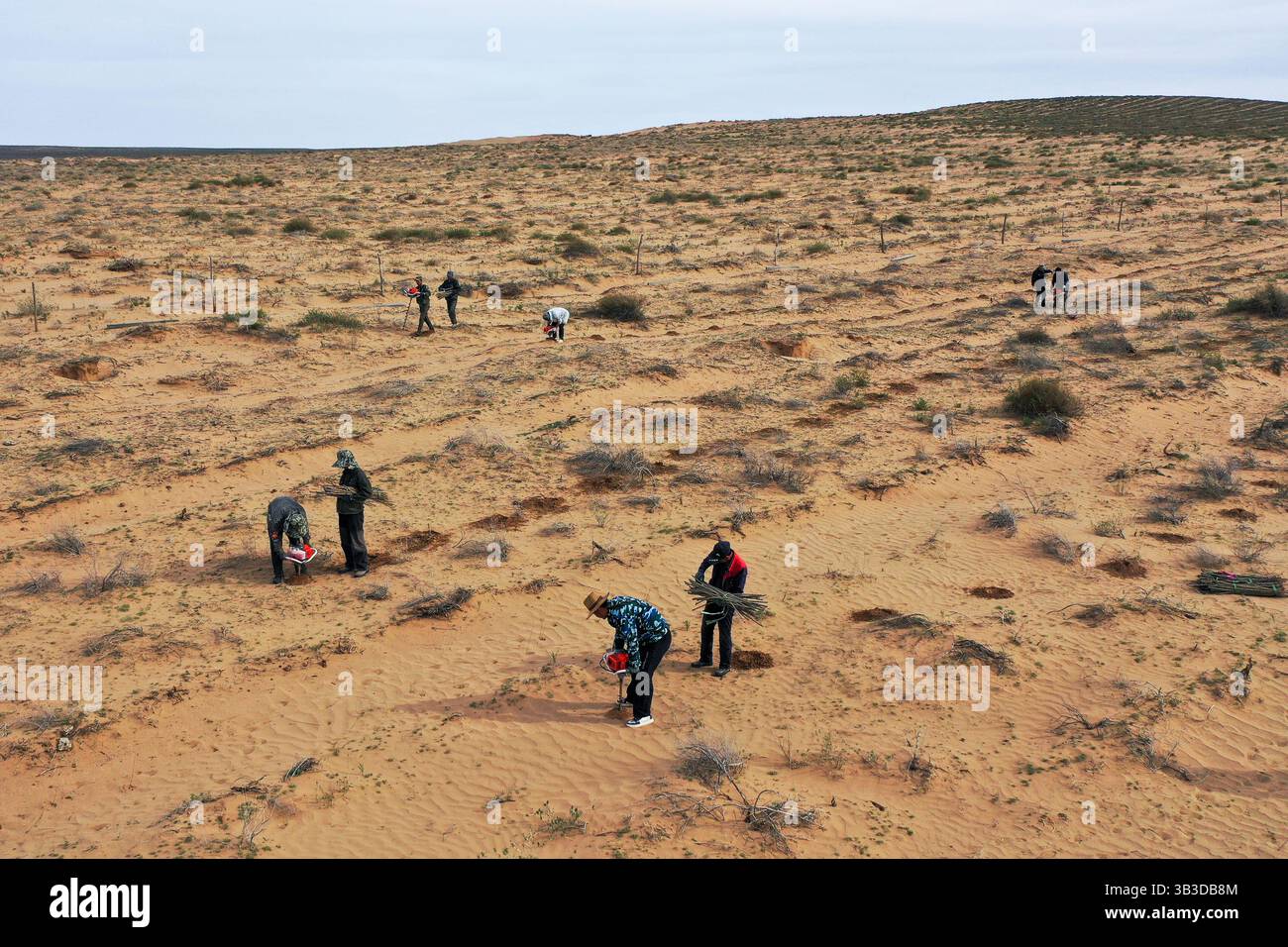 Inner mongolia tree planting desert hi-res stock photography and images ...