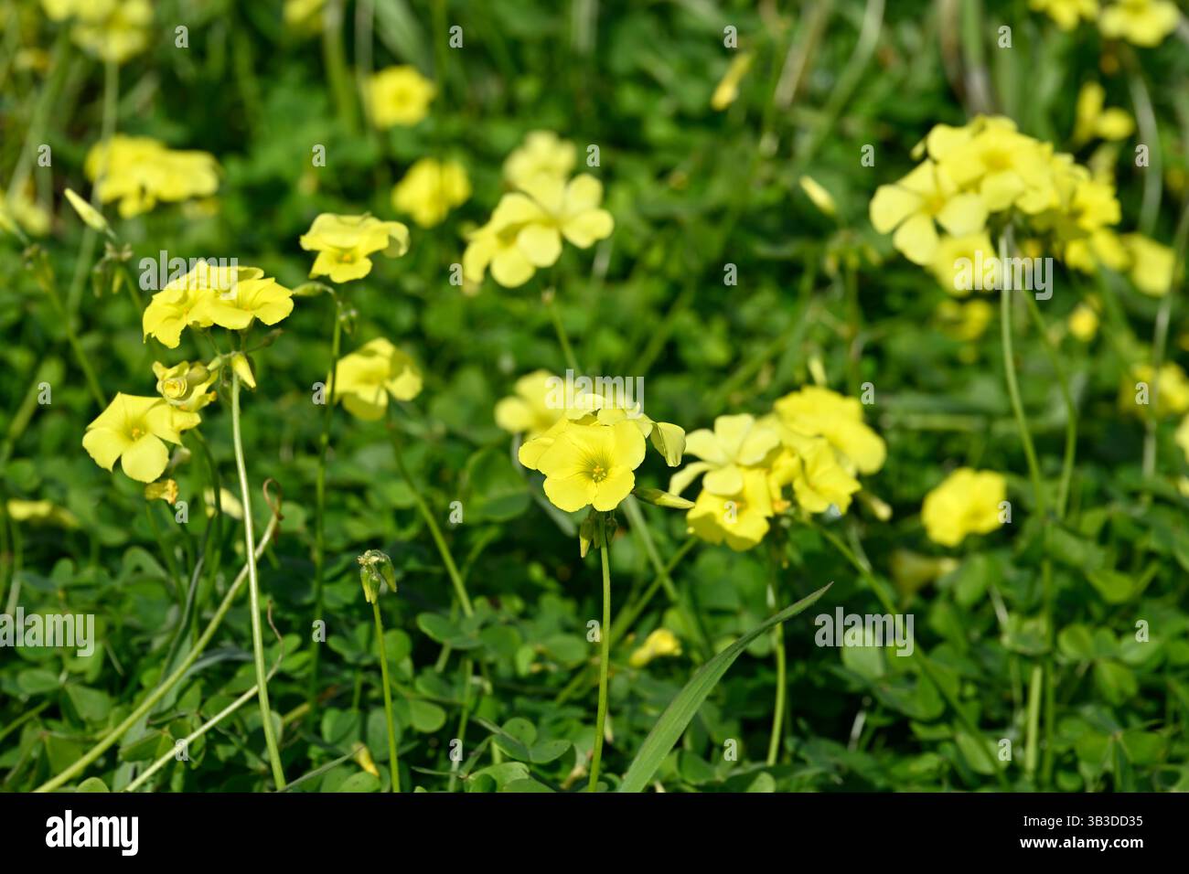 Bright yellow flowers of Oxalis pes-caprae / Bermuda buttercup ...