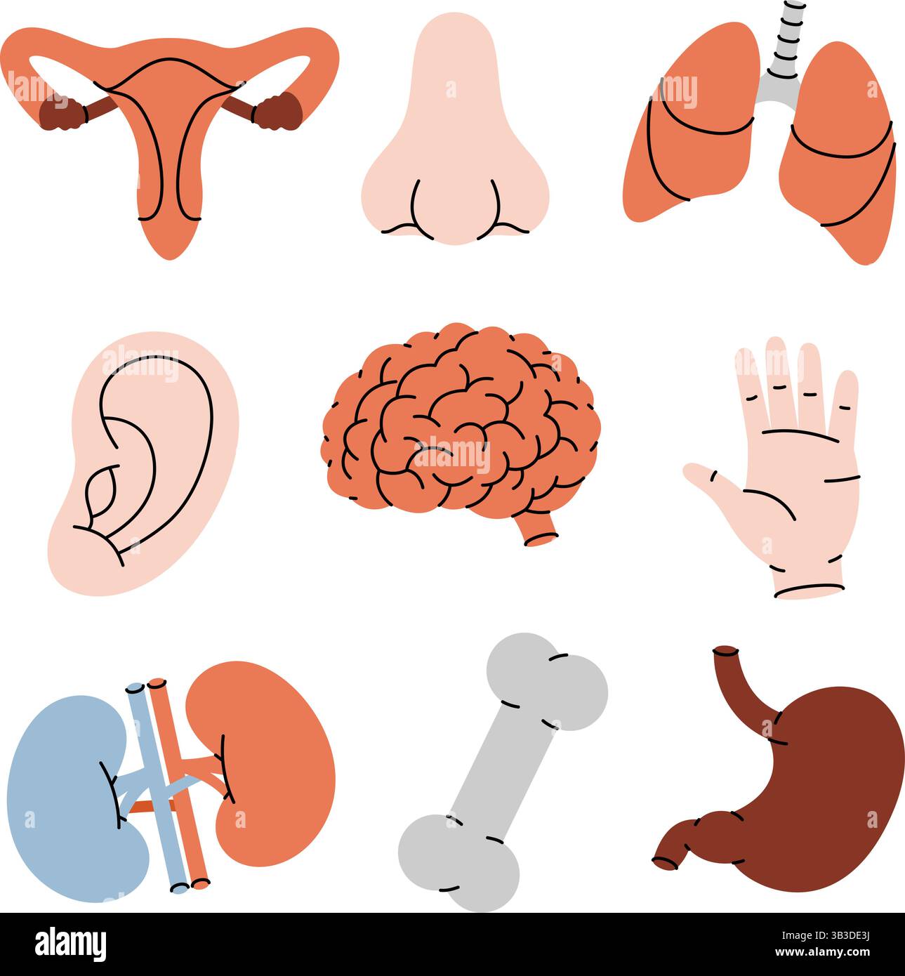 Human organs set. Kidneys, brain, lungs, stomach, reproductive system ...