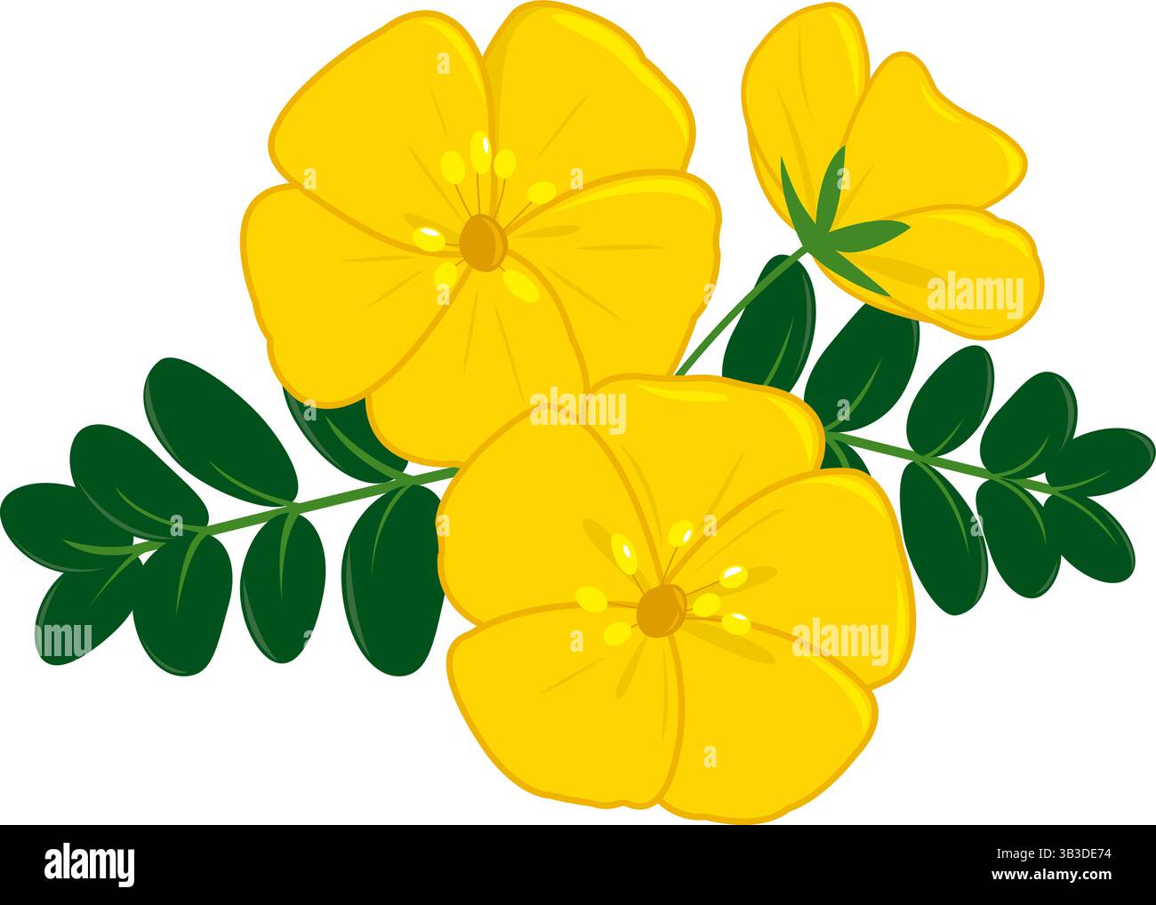 National flower of uae Cut Out Stock Images & Pictures - Alamy