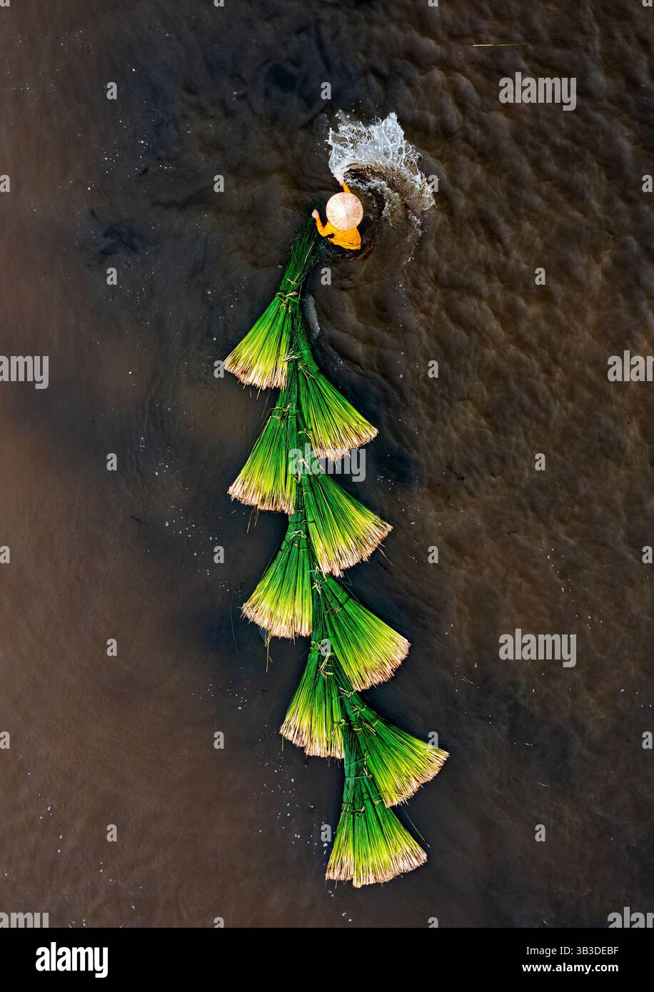Rush in the harvest hi-res stock photography and images - Alamy