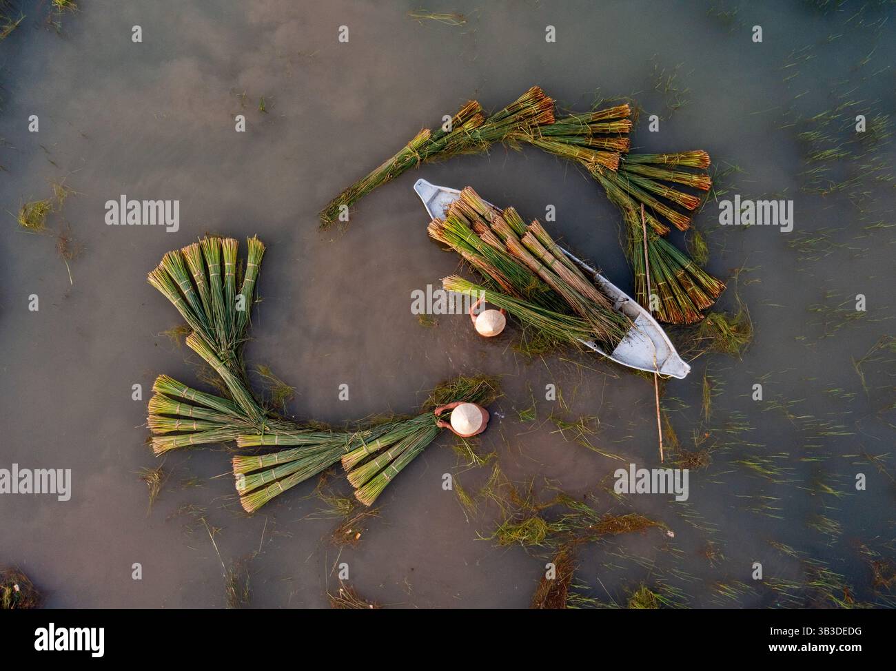 Rush in the harvest hi-res stock photography and images - Alamy