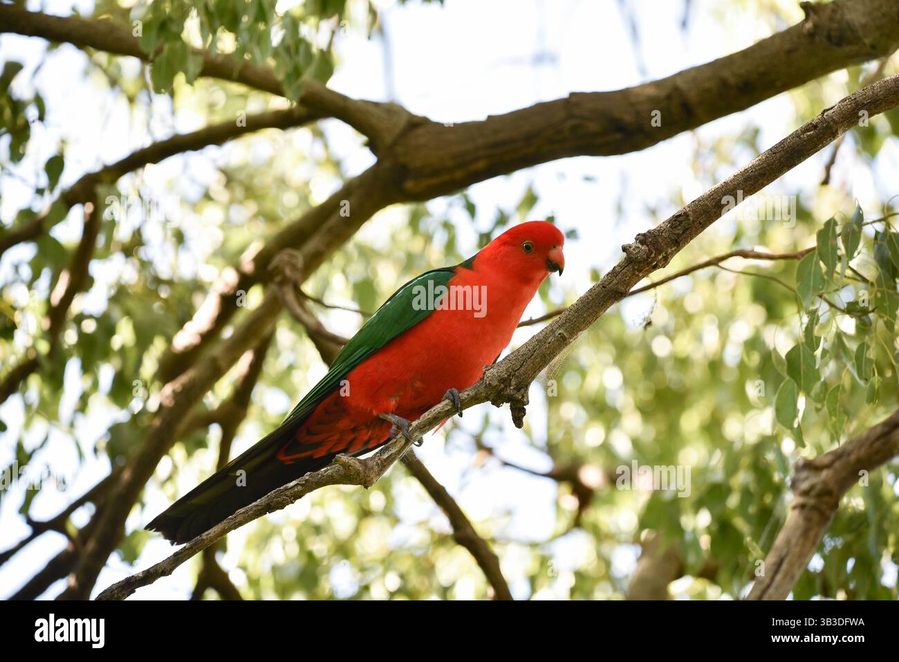 Male king parrot feeding hi-res stock photography and images - Alamy