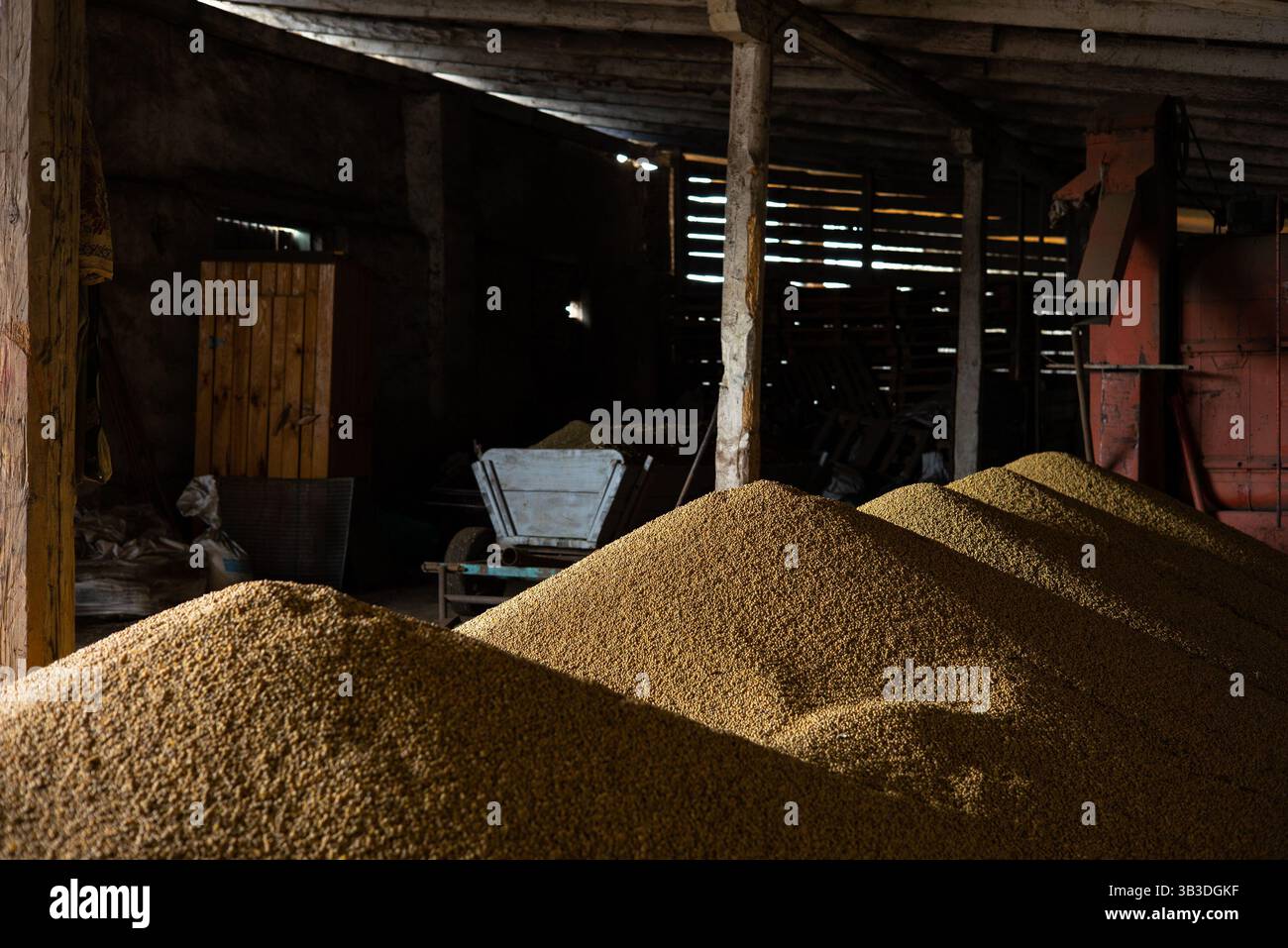 Piles and sacks of soybean grains drying at mill storage or grain ...