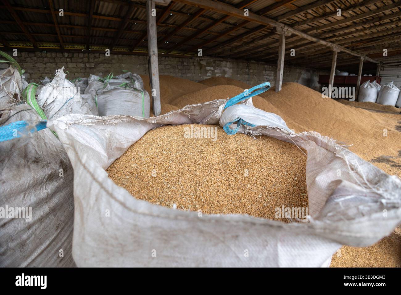 Piles and sacks of wheat grains drying at mill storage or grain elevator. The main commodity ...