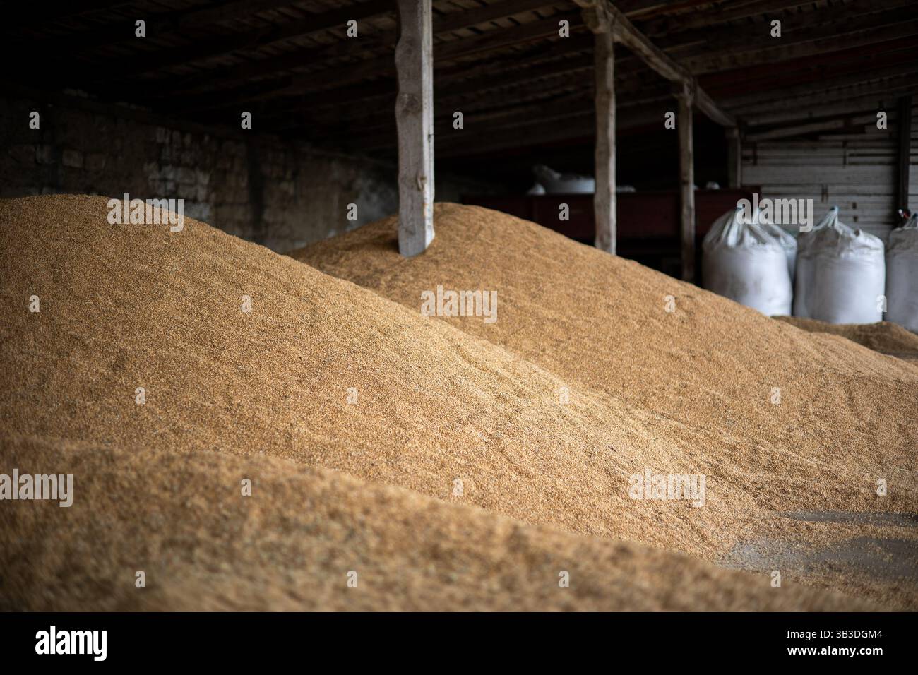 Piles and sacks of wheat grains drying at mill storage or grain ...