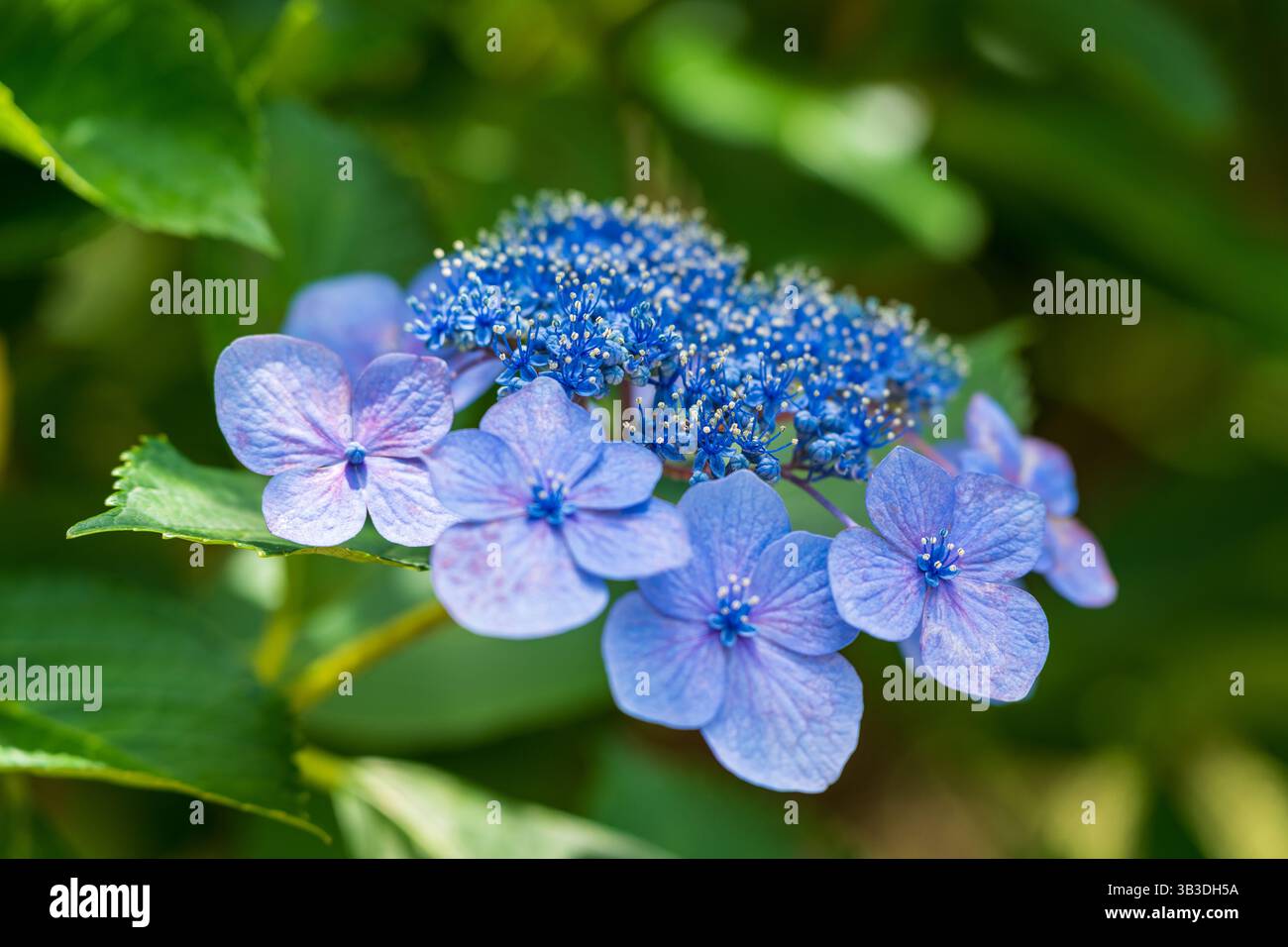 Closeup macro shot of a blooming blue "Gaku Ajisai" (Lacecap Hydrangea, Hydrangea macrophylla f ...