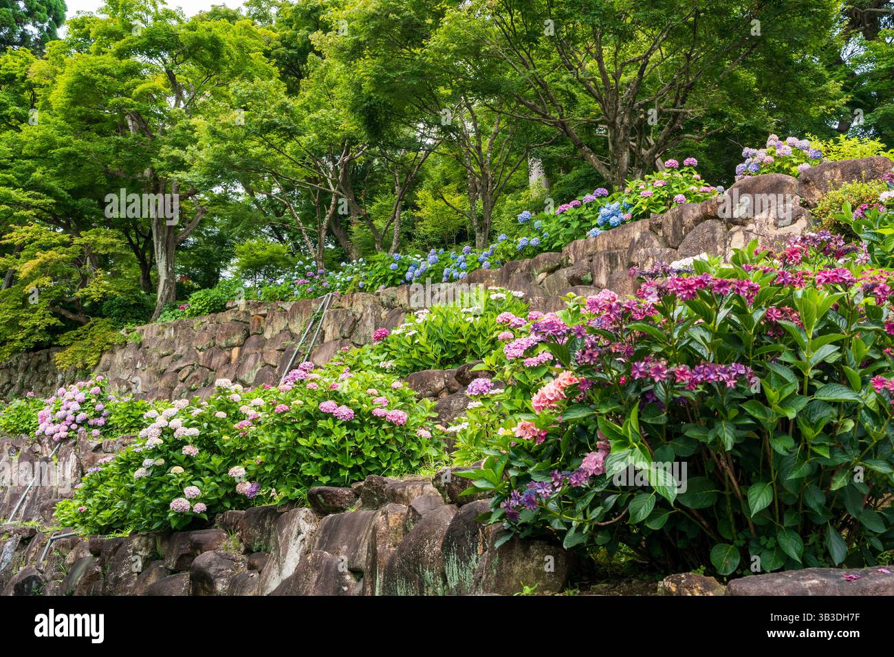 Westyama hi-res stock photography and images - Alamy