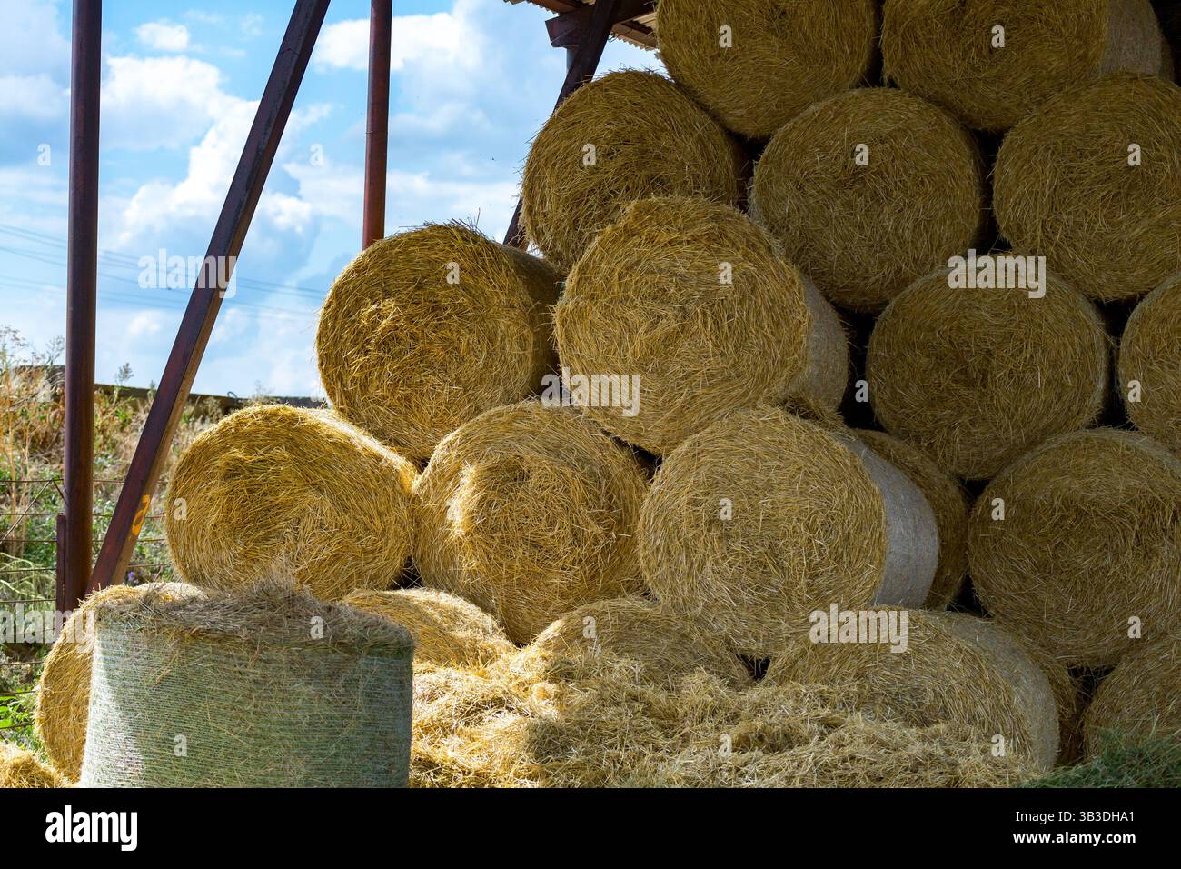 Storage of hay and straw in rolls on the farm. Concept theme: Stock ...