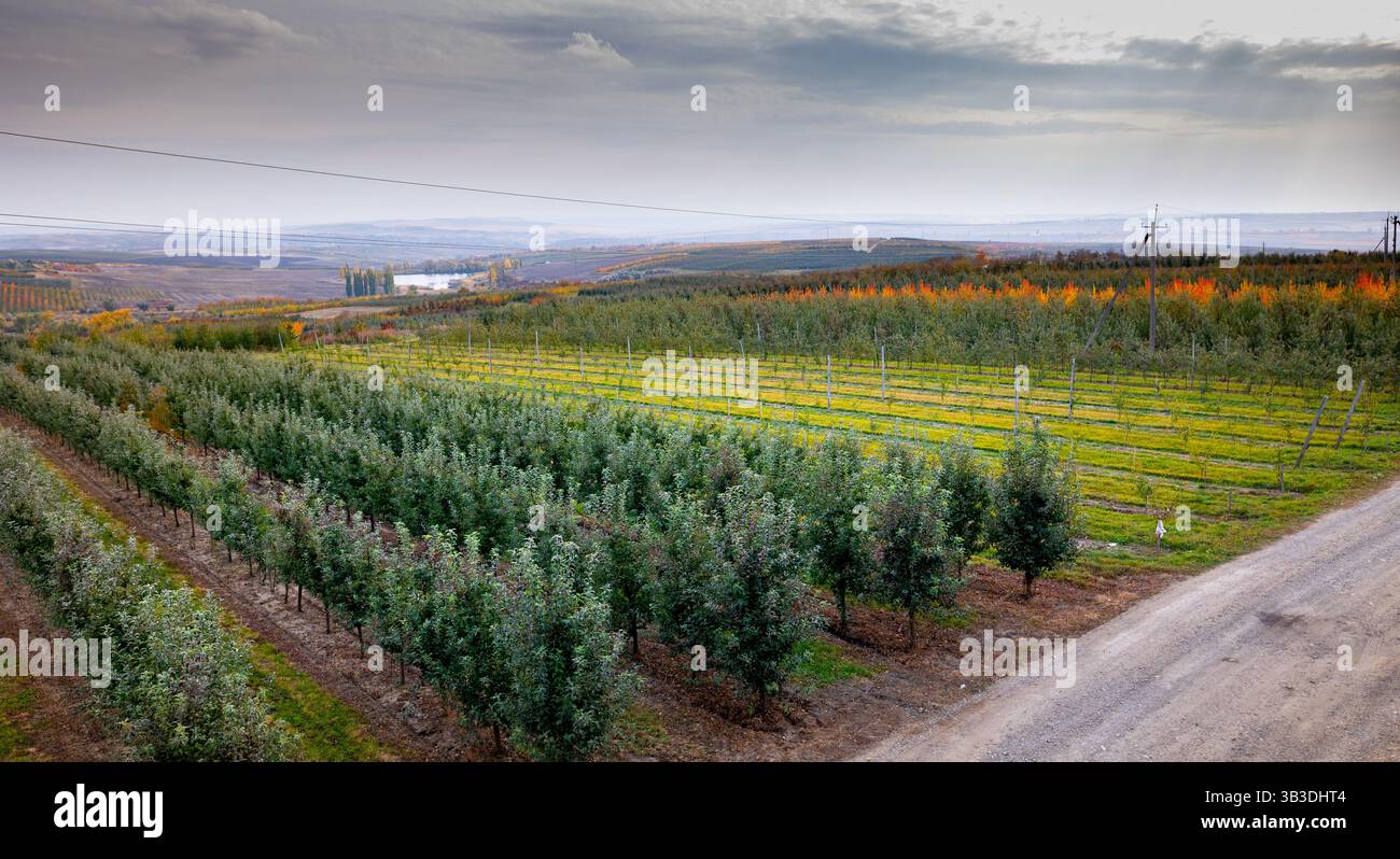 Picturesque landscape of fruit orchards, endless rows of young trees of ...