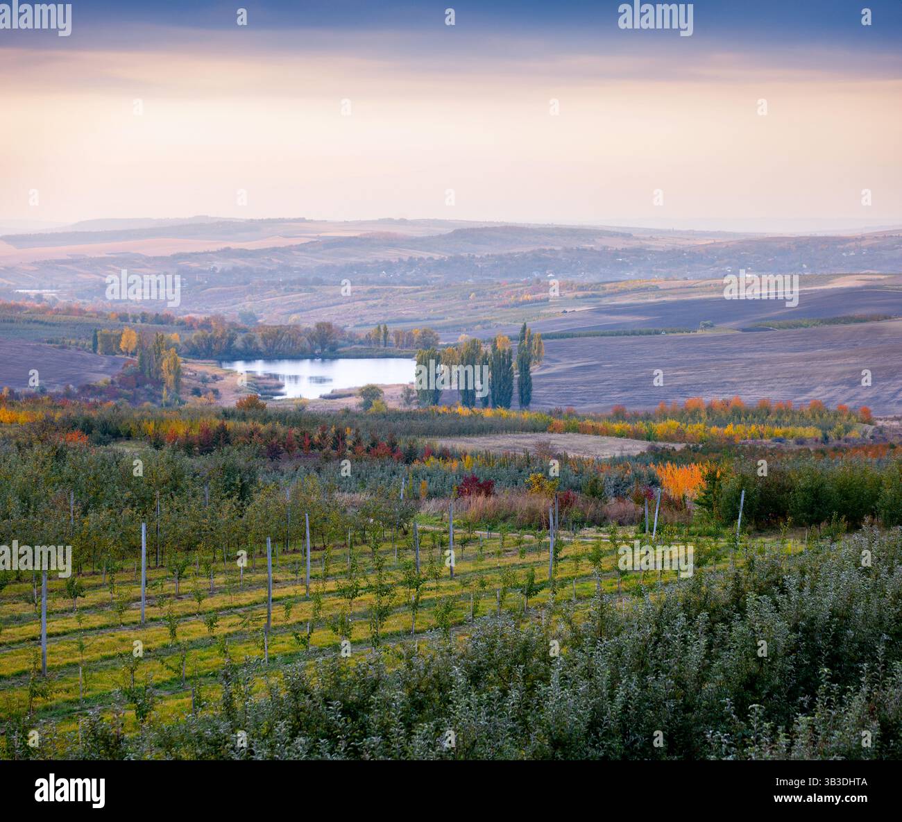 Picturesque landscape of fruit orchards, endless rows of young trees of ...