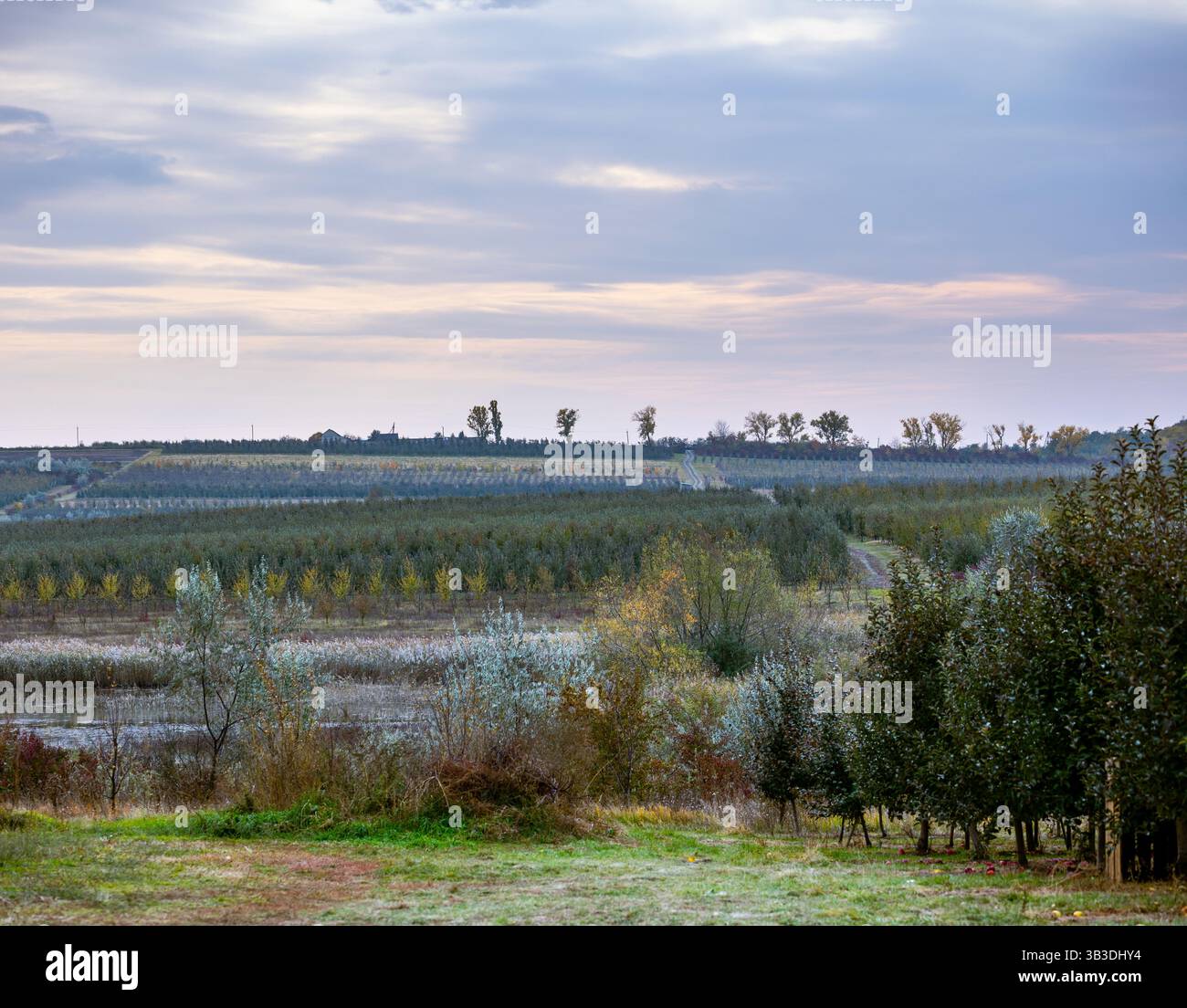 Picturesque landscape of fruit orchards, endless rows of young trees of ...