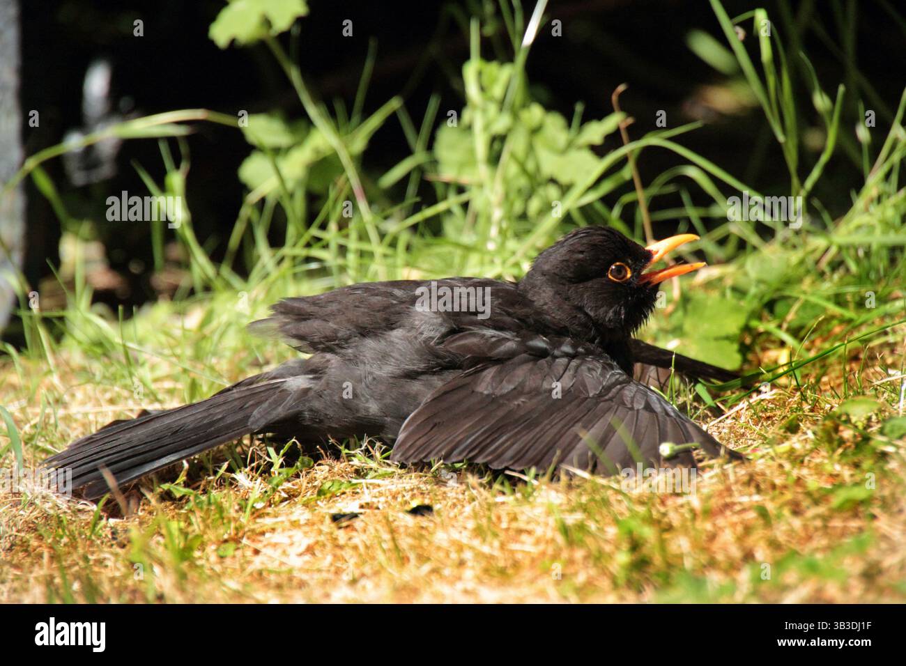 Blackbird sunbathing in the garden Stock Photo - Alamy