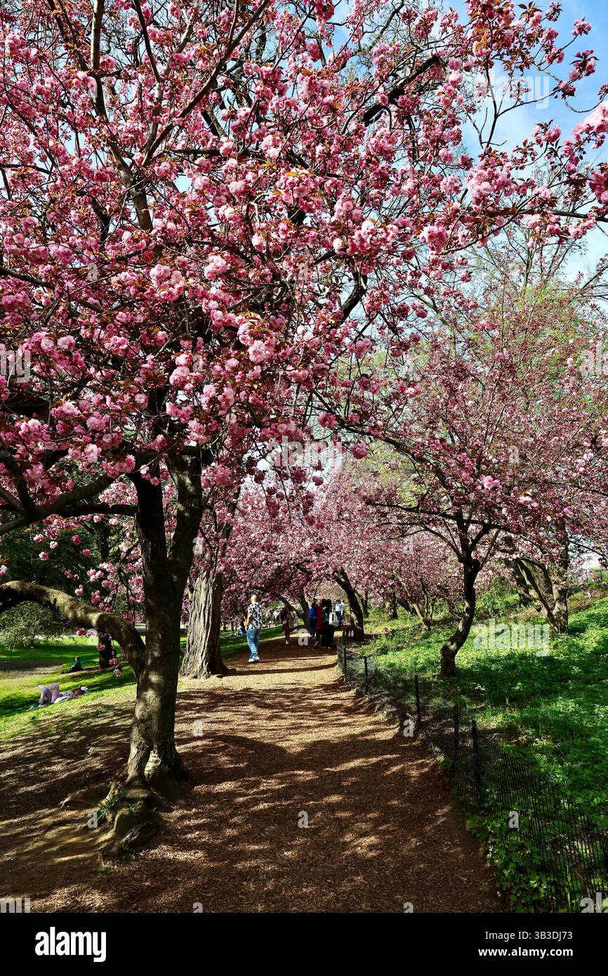 Cherry Trees in Full Blossom on Cherry Hill in Central Park (pt. 2 ...