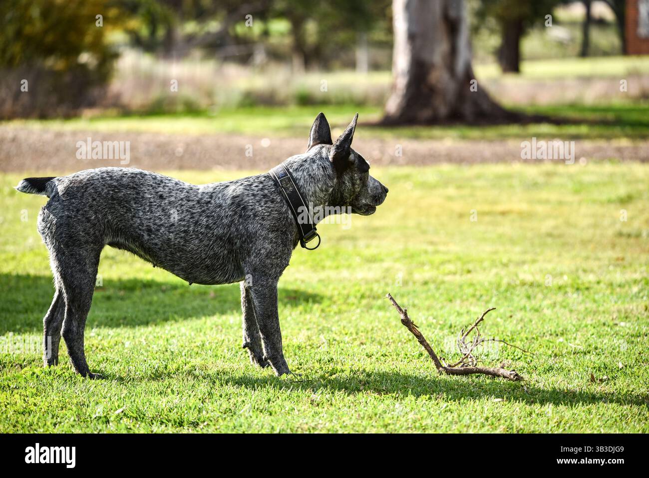 blue heeler dog Stock Photo - Alamy