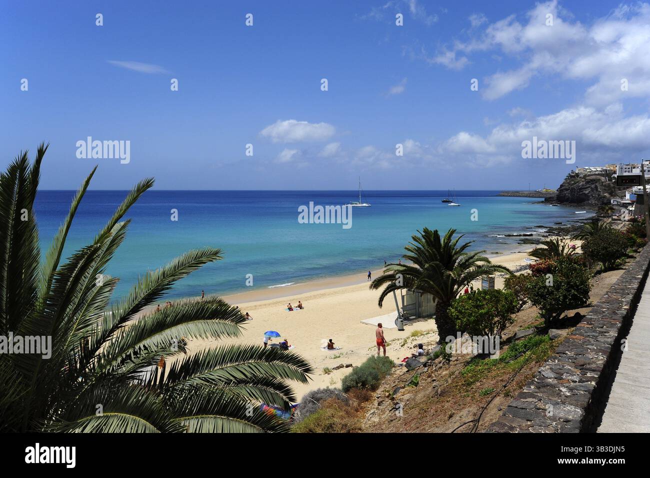 Palm trees along a promenade on the beach, Morro Jable, Playa del ...