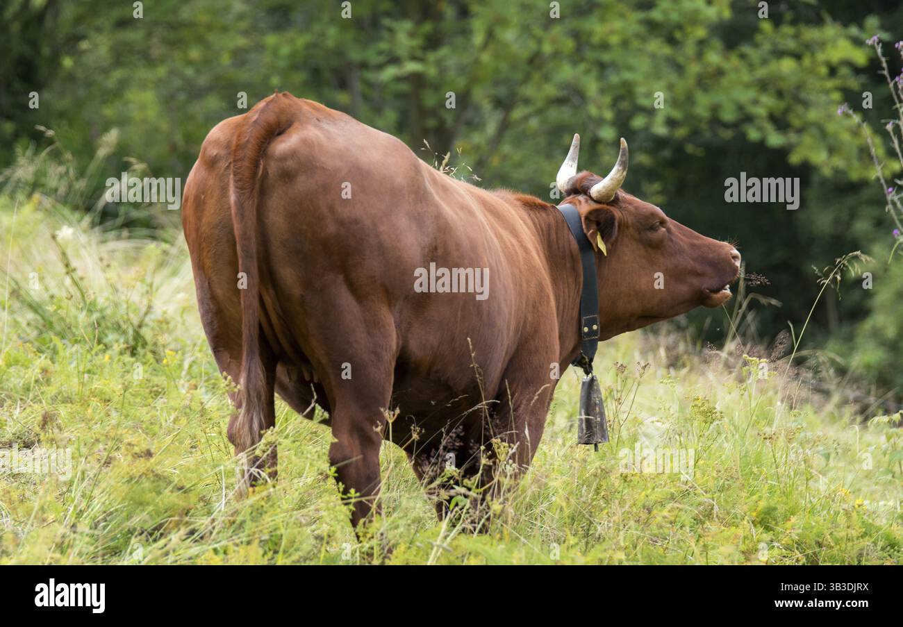 Red cattle on the pasture Stock Photo - Alamy
