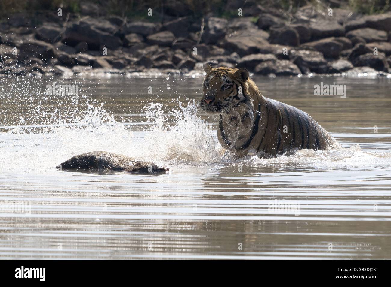 Tiger (Panthera tigris), Bengal tiger or Indian tiger, big cat ...