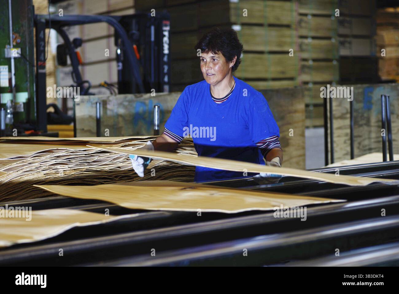 GREYMOUTH, NEW ZEALAND, MAY 22, 2015 : An unidentified worker grades ...