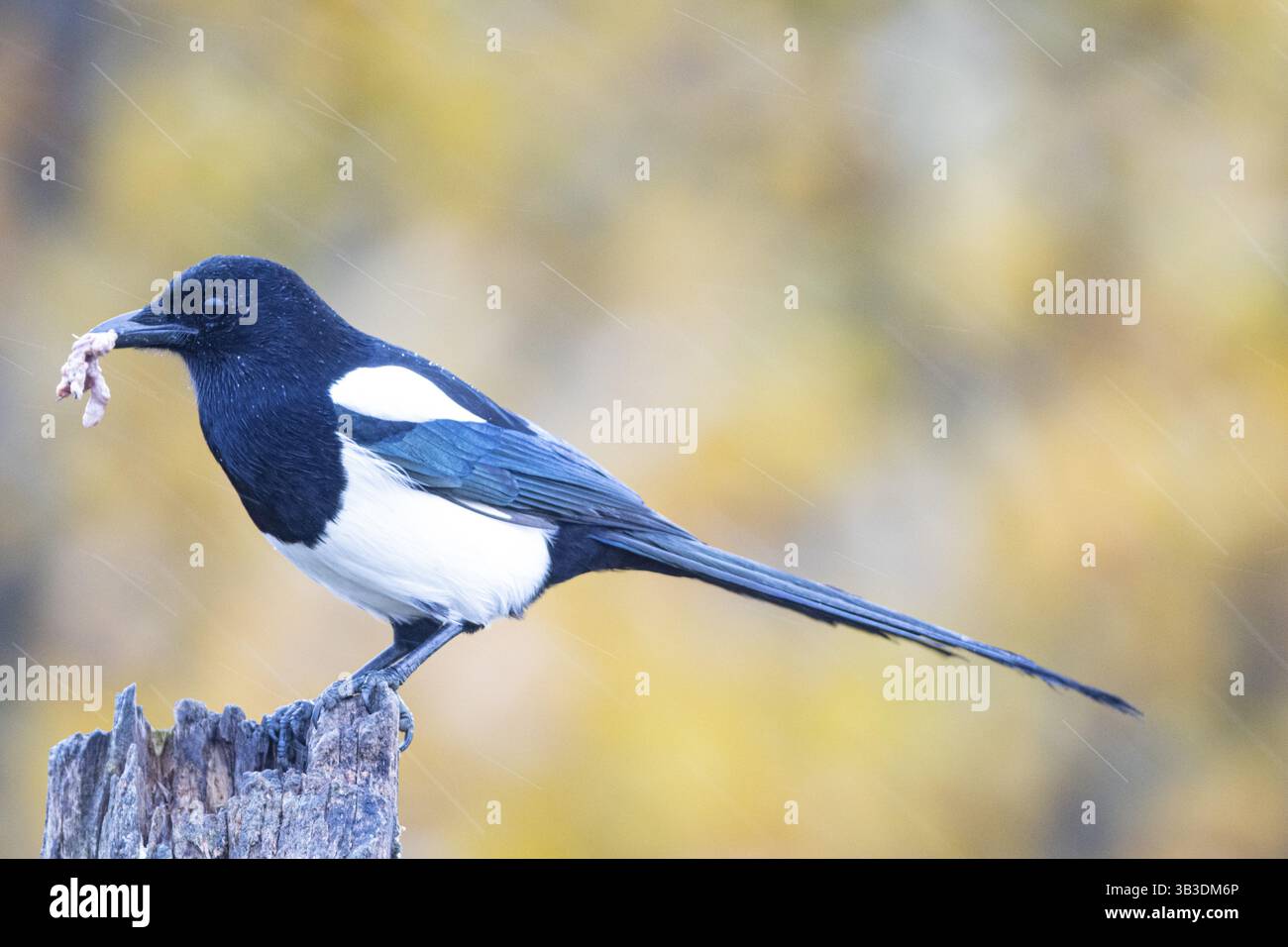 Magpie in natural habitat hi-res stock photography and images - Alamy