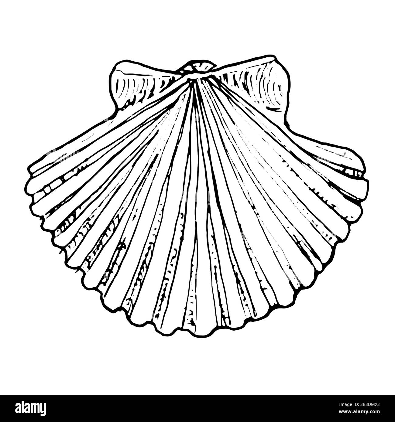 Clam shell, sea and river scallop, black and white ink sketch. Vector ...