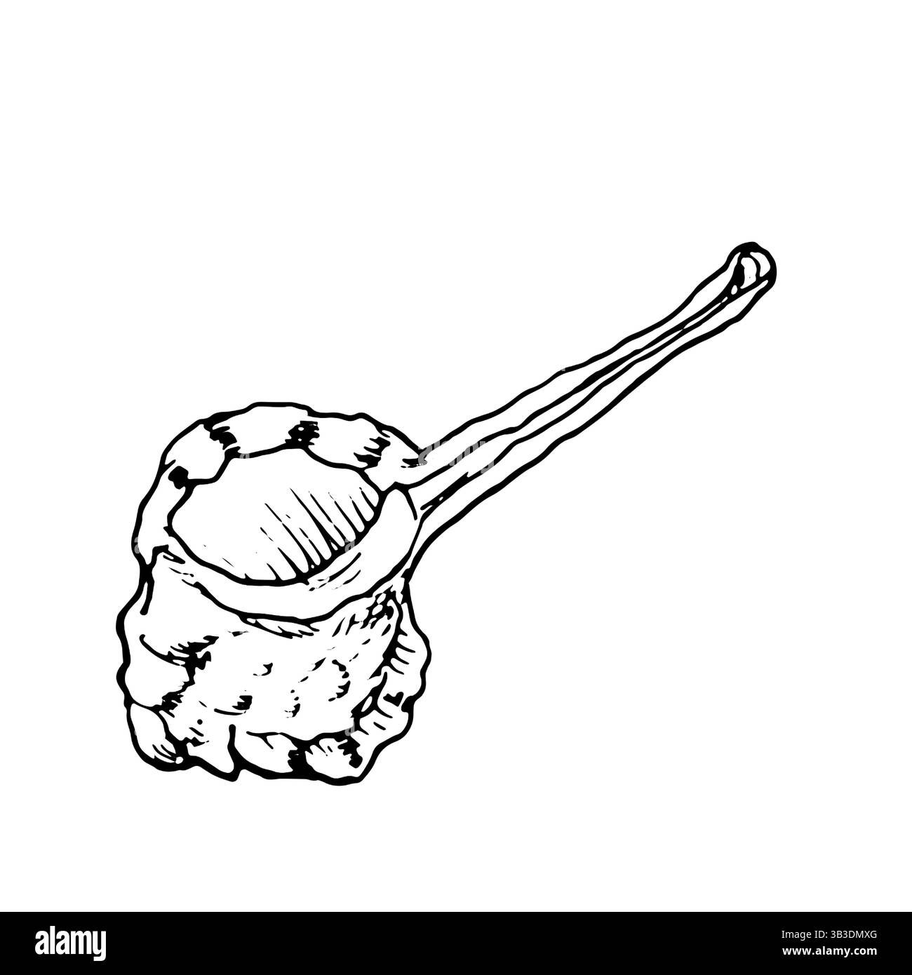 Clam shell, murex Haustellum, black and white ink sketch. Vector ...