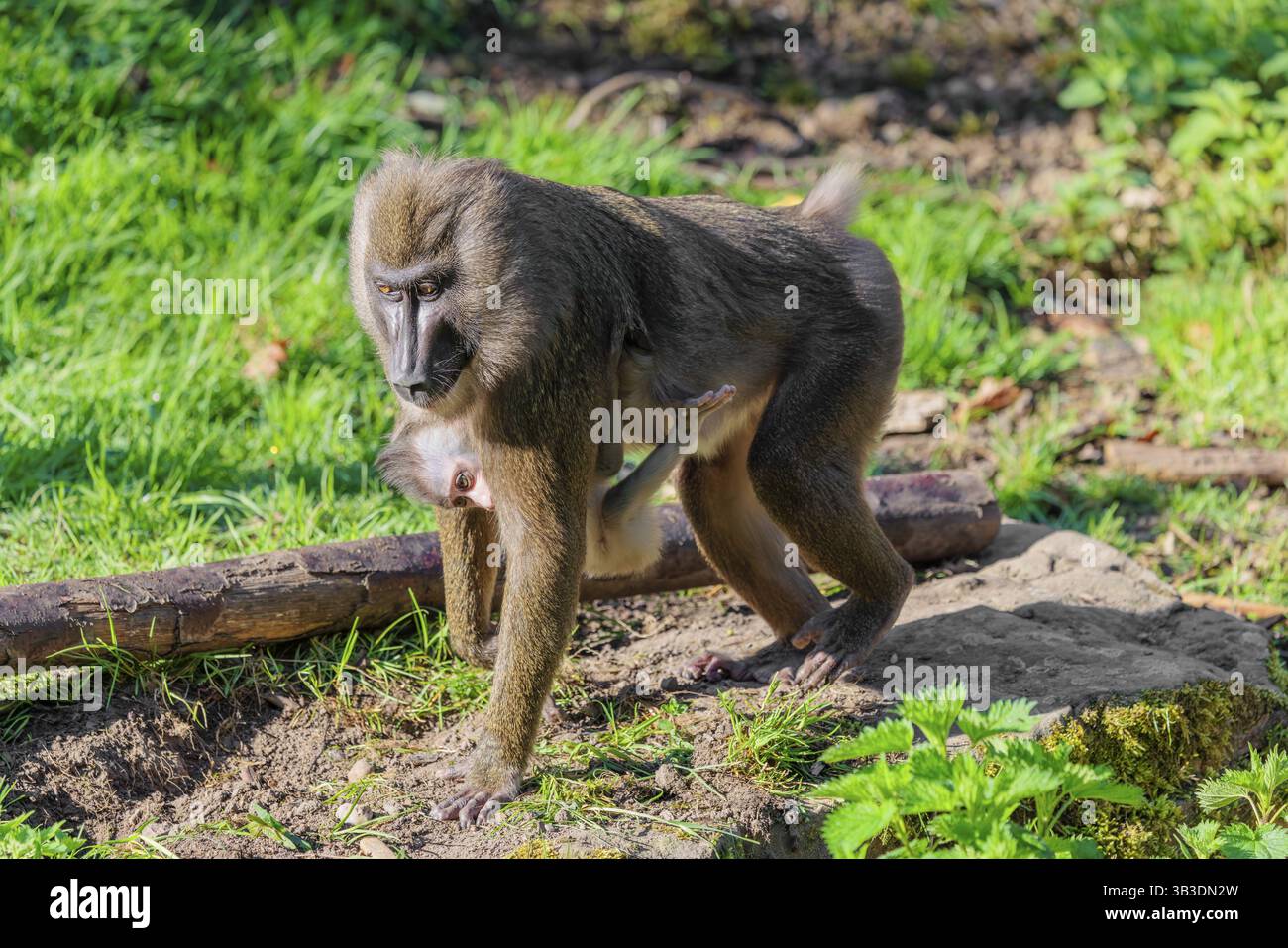 An adult female mandrill (Mandrillus leucophaeus) walks between rocks ...