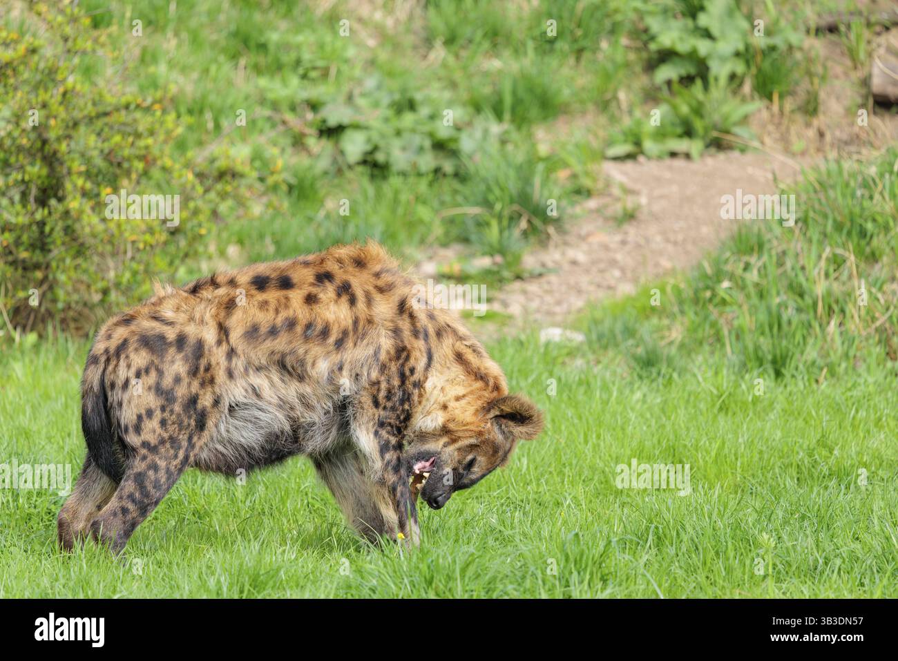 An adult female spotted hyena (Crocuta crocuta) stands on a green ...