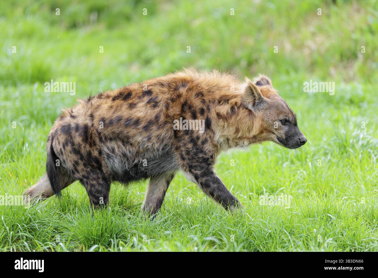 An adult female Spotted Hyena (Crocuta crocuta) runs across a green ...
