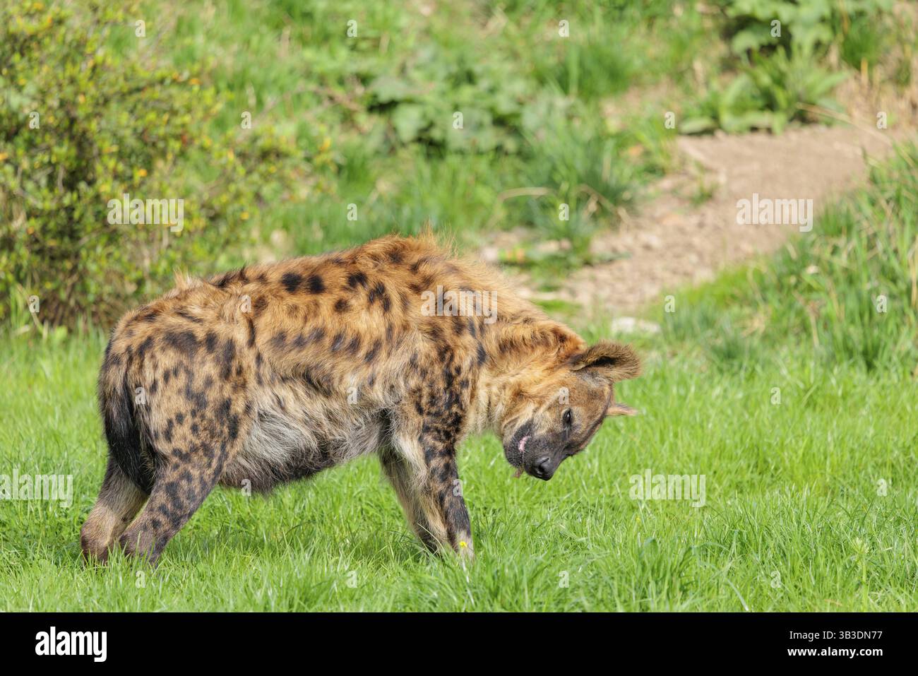 An adult female spotted hyena (Crocuta crocuta) stands on a green ...