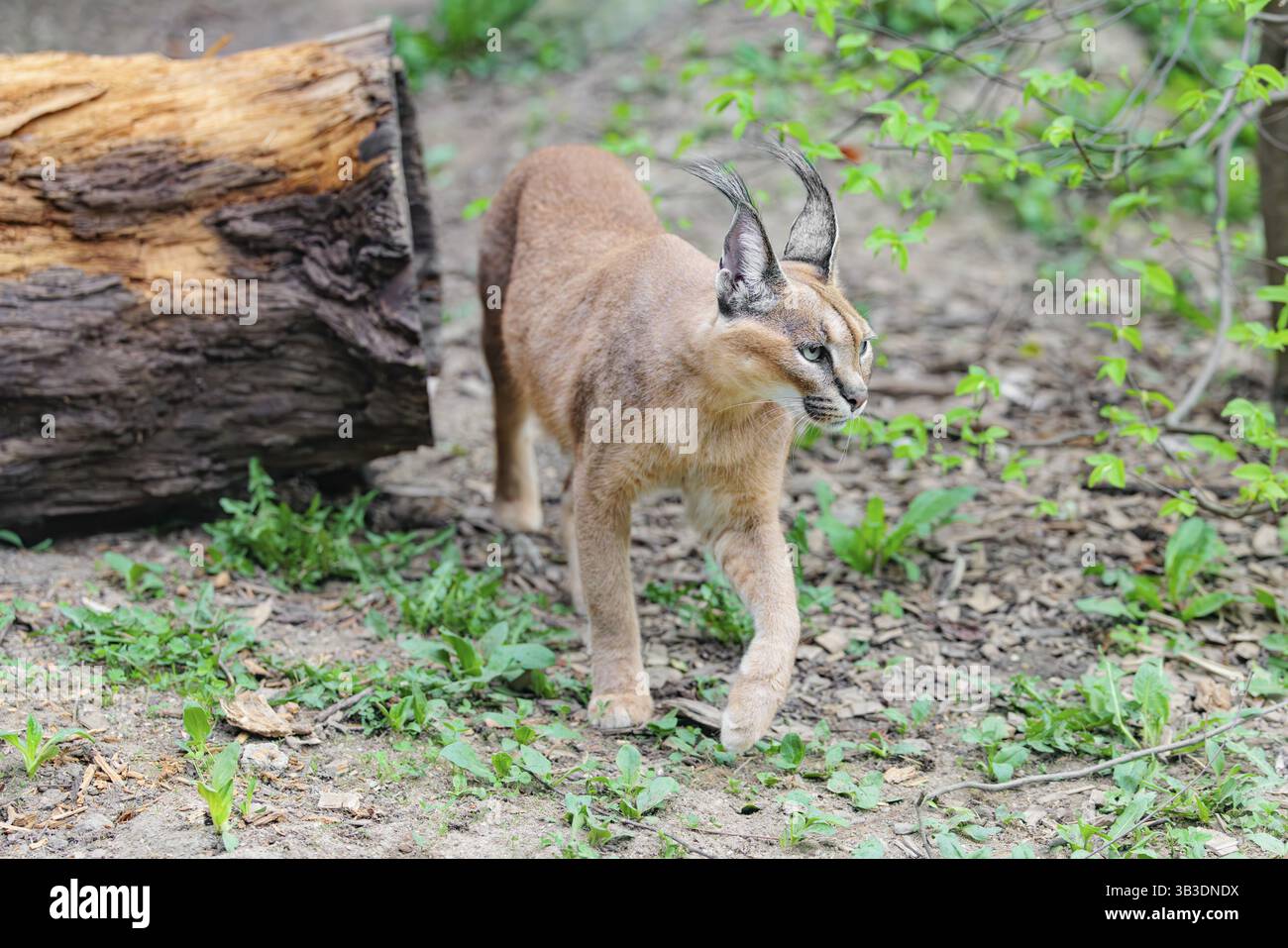 A Caracal (Caracal caracal) runs past a rotten log lying on the ground Stock Photo - Alamy