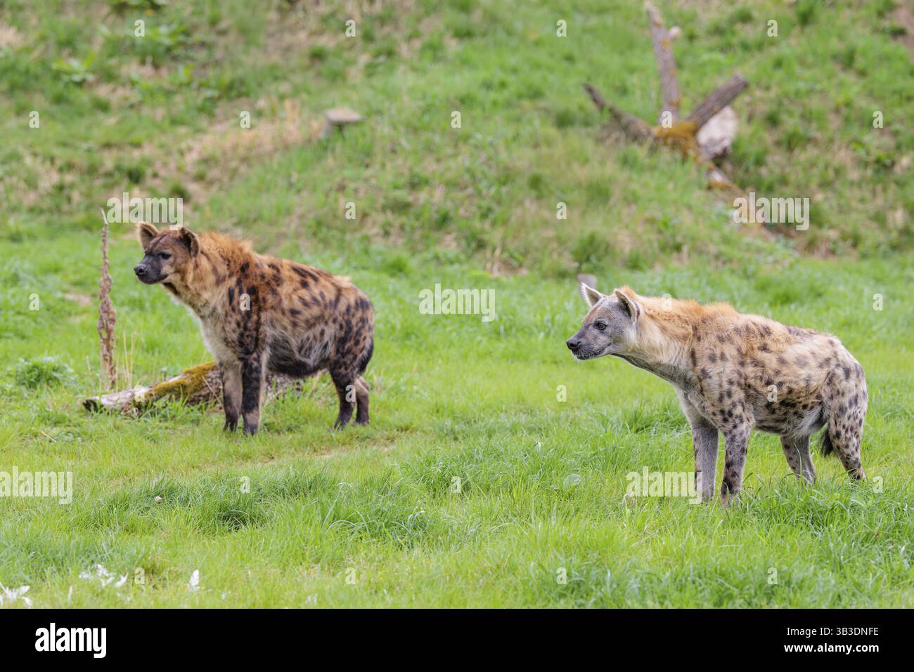 Female male spotted hyenas hi-res stock photography and images - Alamy