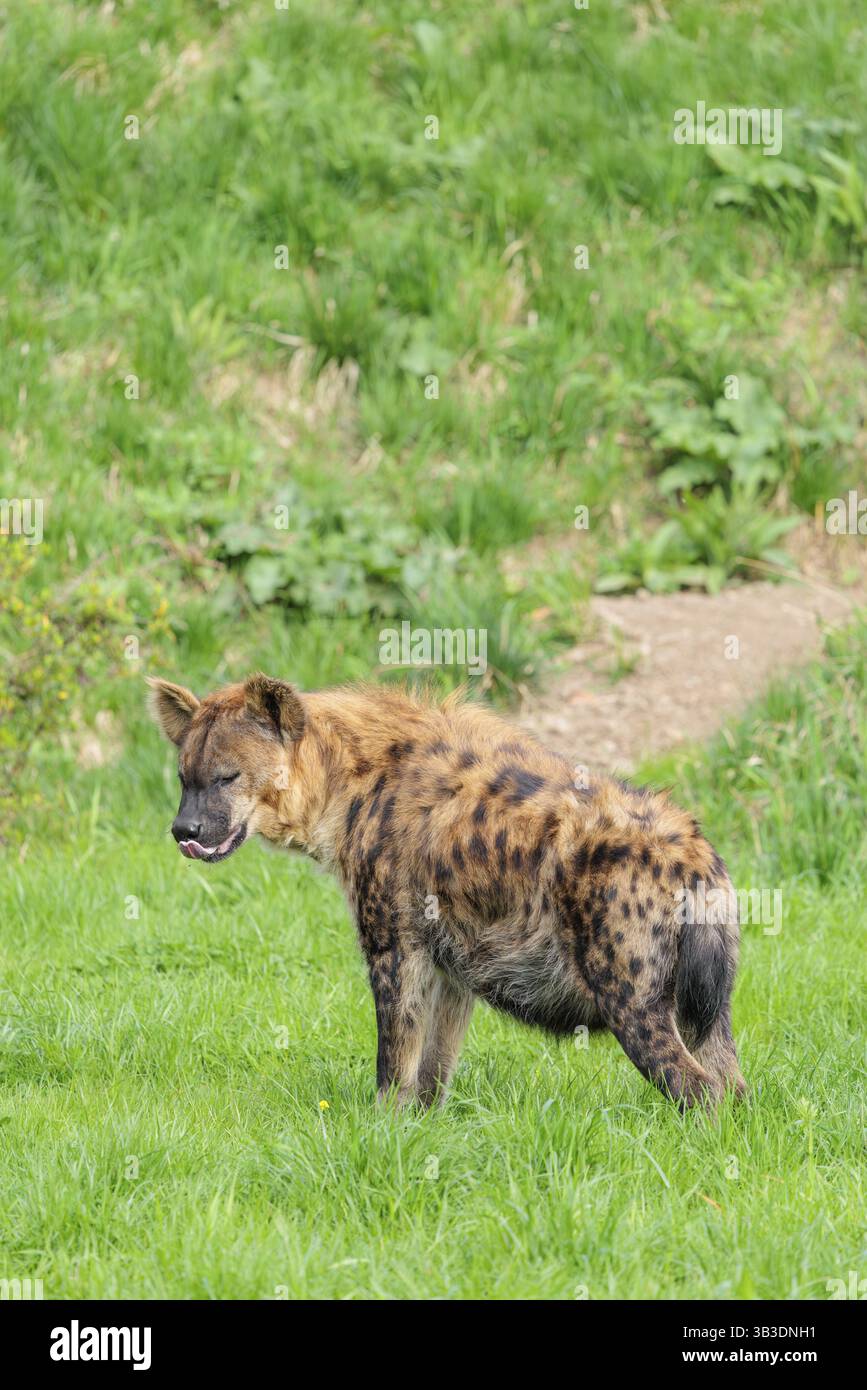 An adult female Spotted Hyena (Crocuta crocuta) stands in a green ...