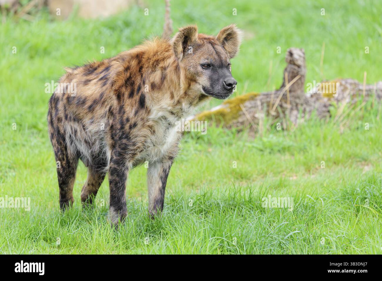 An adult female Spotted Hyena (Crocuta crocuta) stands in a green ...