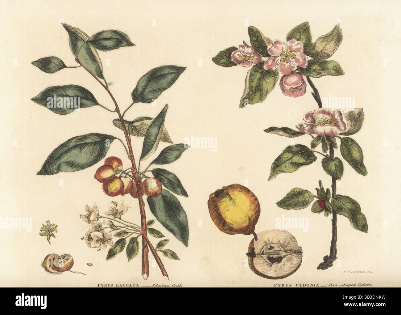 Siberian crab apple, Malus baccata, and pear-shaped quince, Cydonia ...