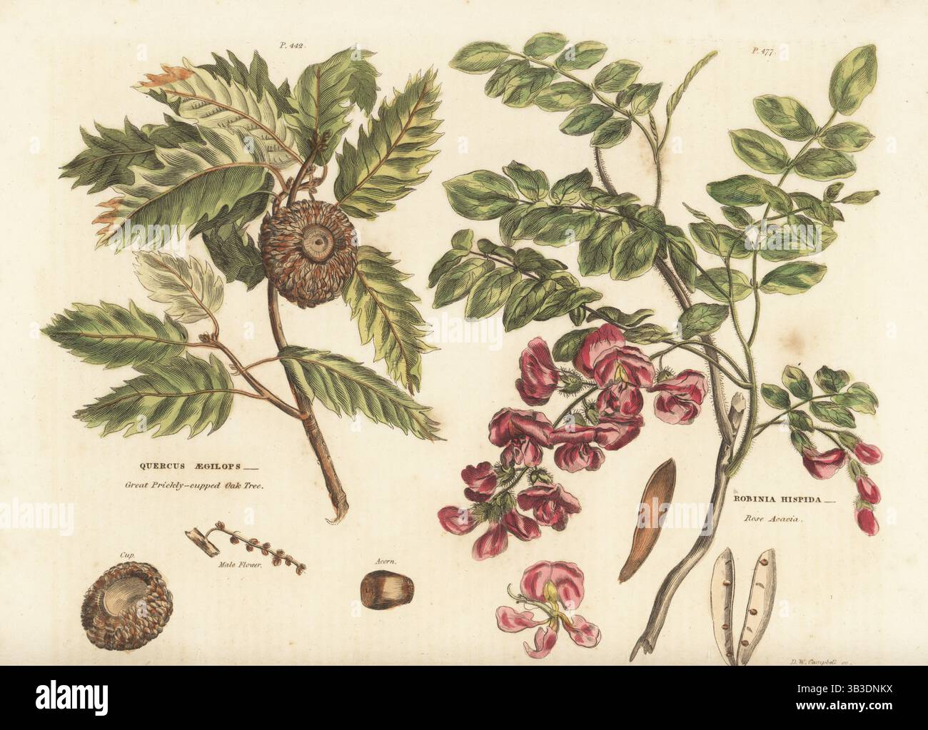 Valonia oak, Quercus ithaburensis subsp. macrolepis, and rose-acacia ...