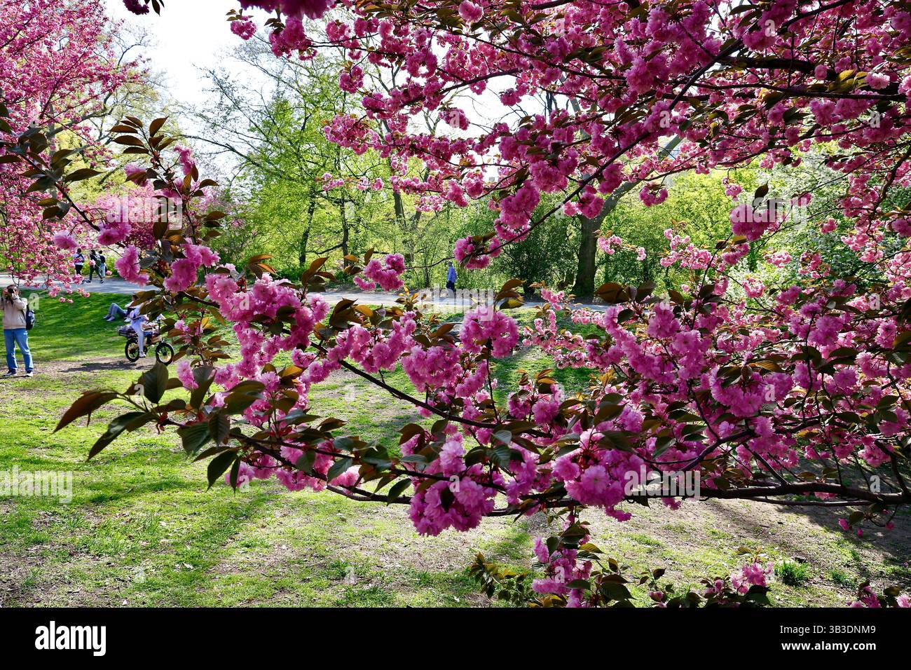 Cherry Trees in Full Blossom on Cherry Hill in Central Park (pt. 2 ...