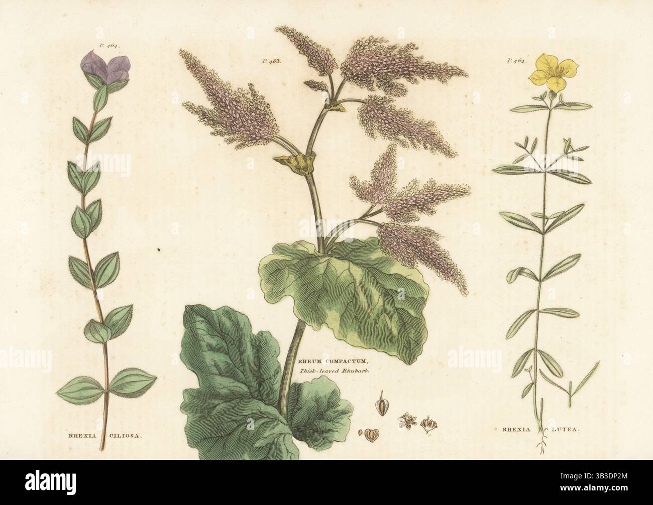 Thick-leaved rhubarb, Rheum compactum, and species of meadow beauty ...